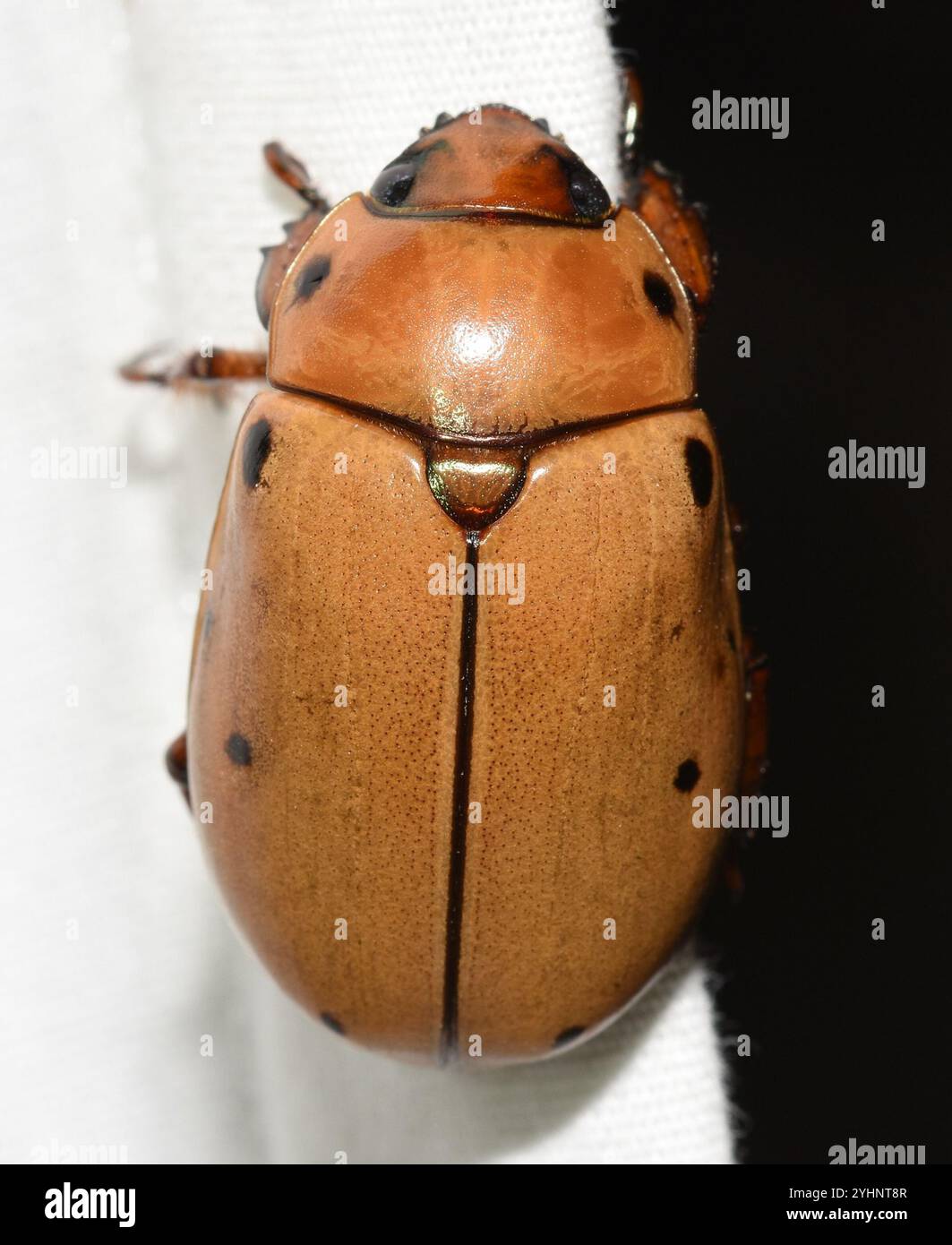 Grapevine Beetle (Pelidnota punctata Stock Photo - Alamy