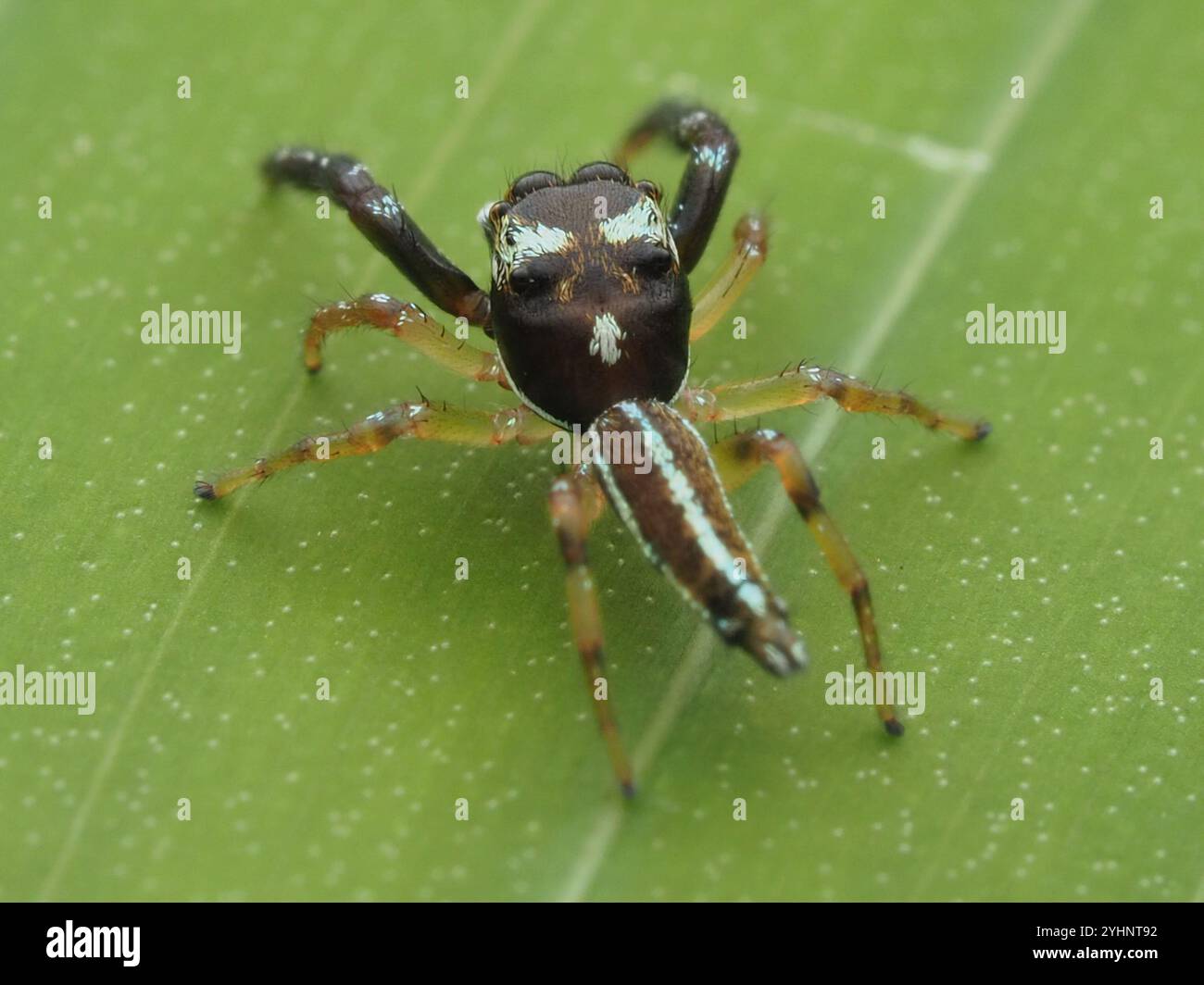 Jumping Spiders (Salticidae Stock Photo - Alamy