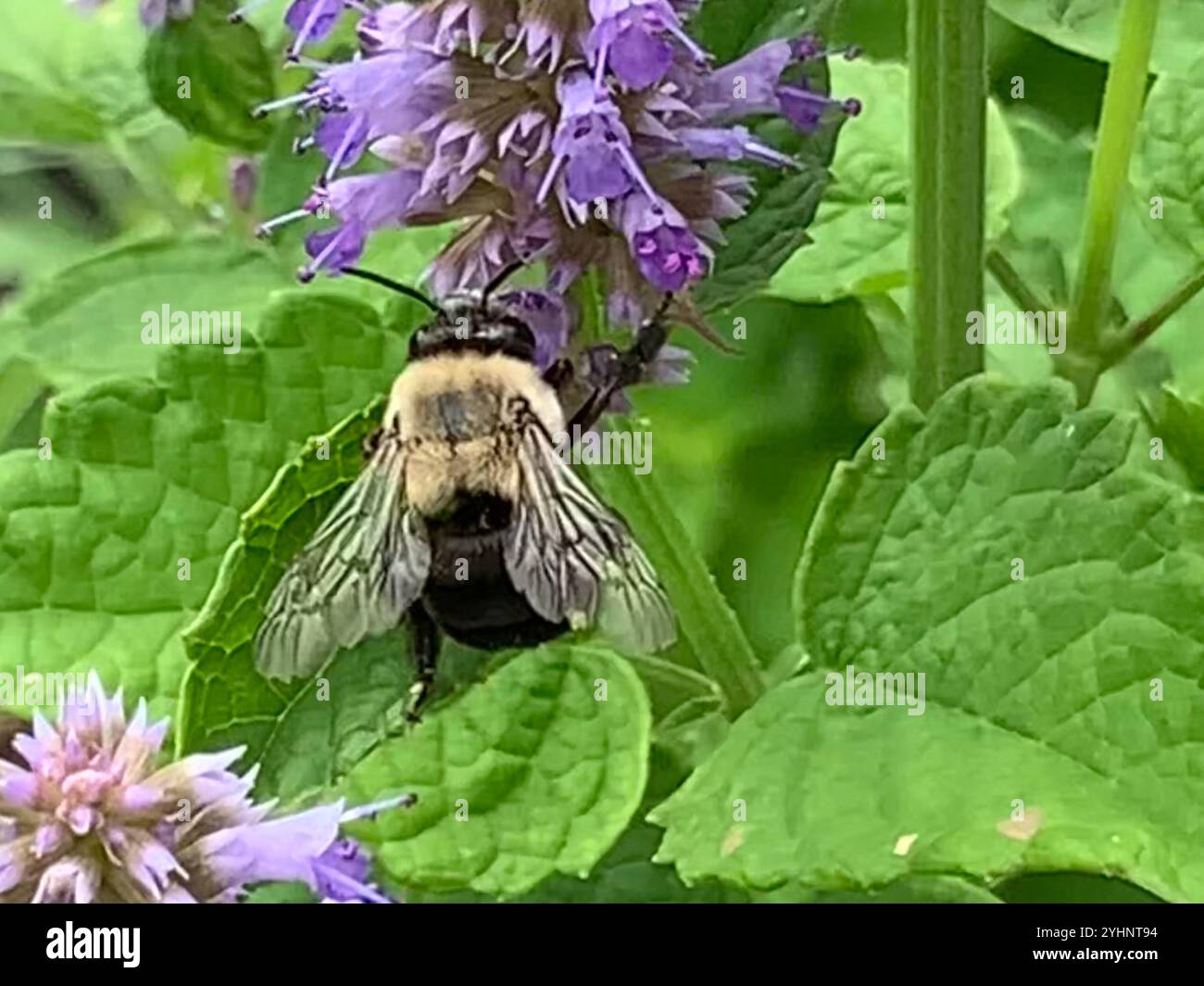 Abrupt digger hi-res stock photography and images - Alamy