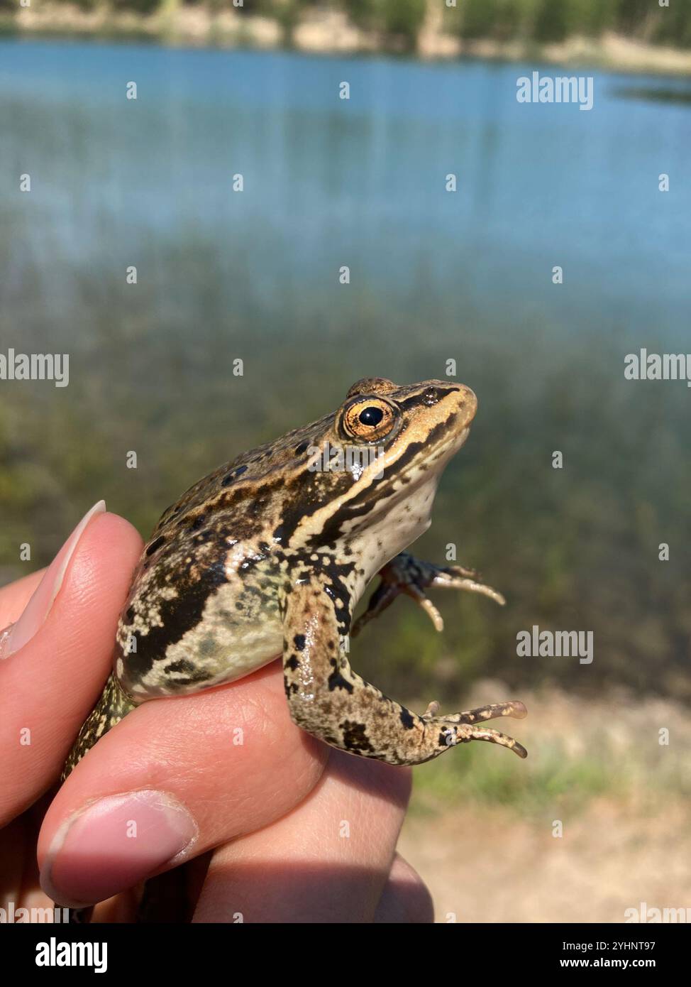 Cascades Frog (Rana cascadae Stock Photo - Alamy