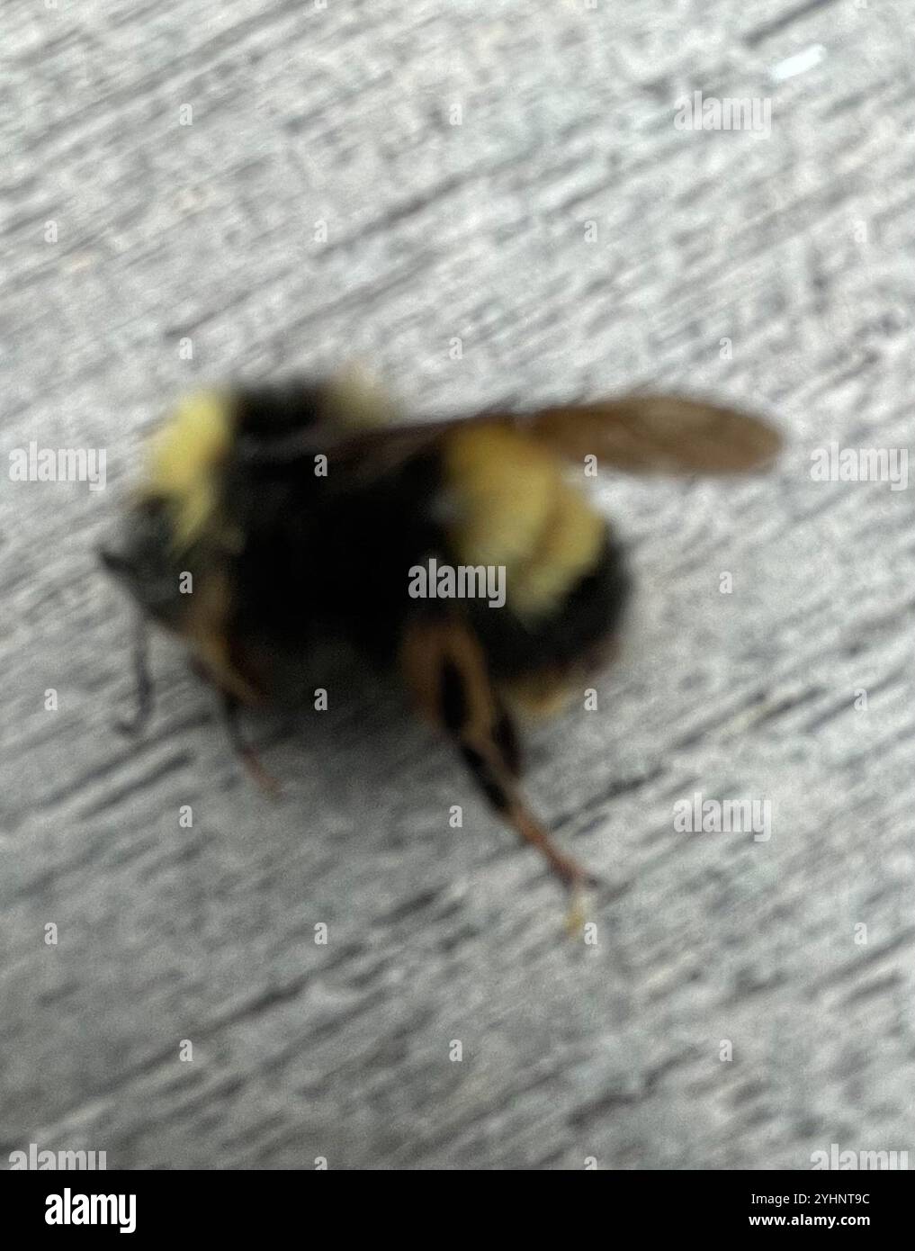 Yellow-banded Bumble Bee (Bombus terricola Stock Photo - Alamy