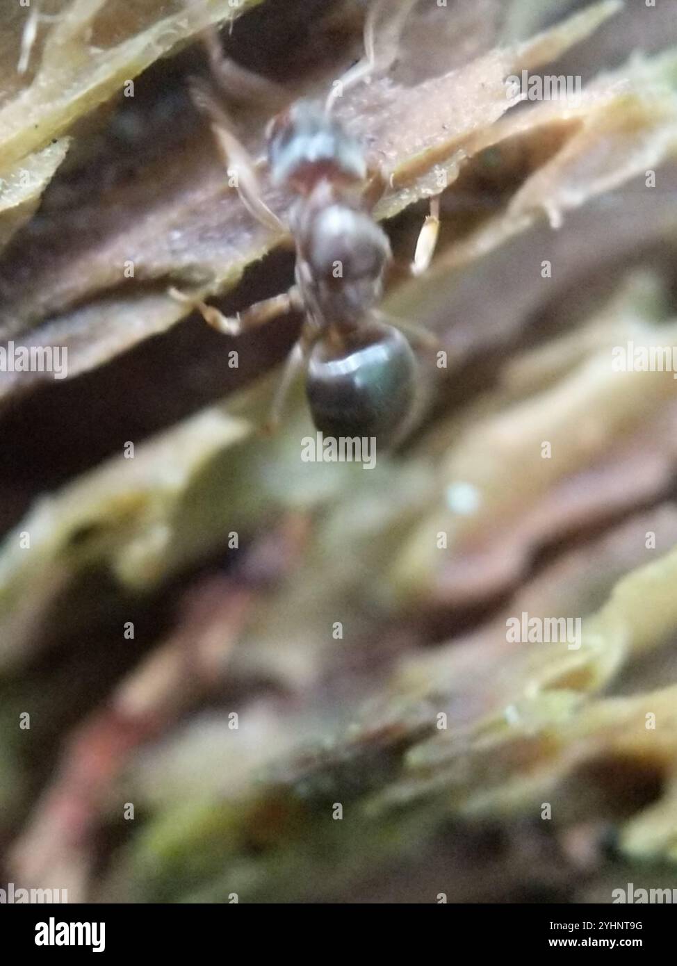 Fuzzy ant hi-res stock photography and images - Alamy