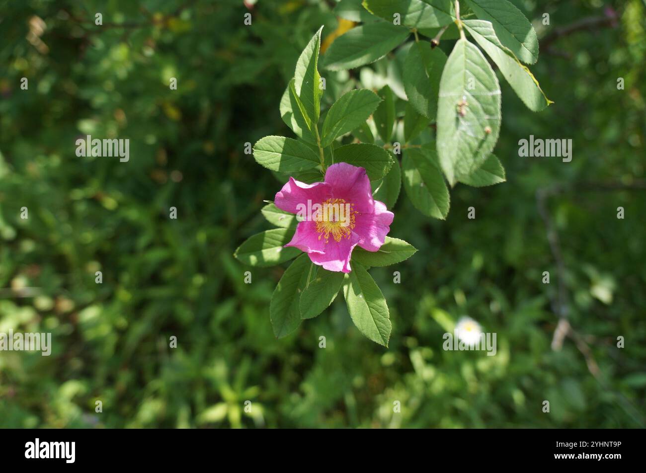 swamp rose (Rosa palustris Stock Photo - Alamy