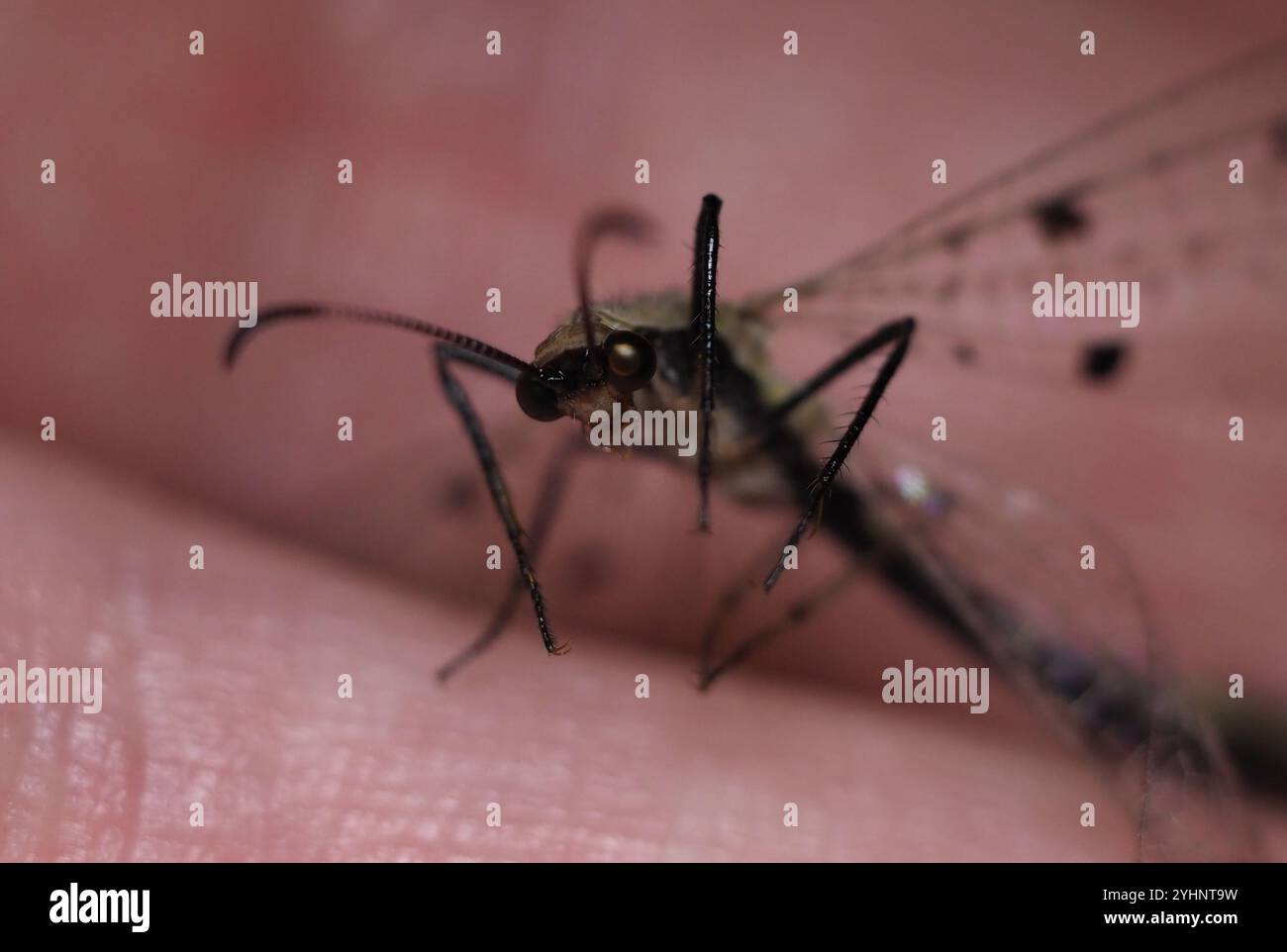 Eastern Spotted-winged Antlion (Dendroleon obsoletus Stock Photo - Alamy