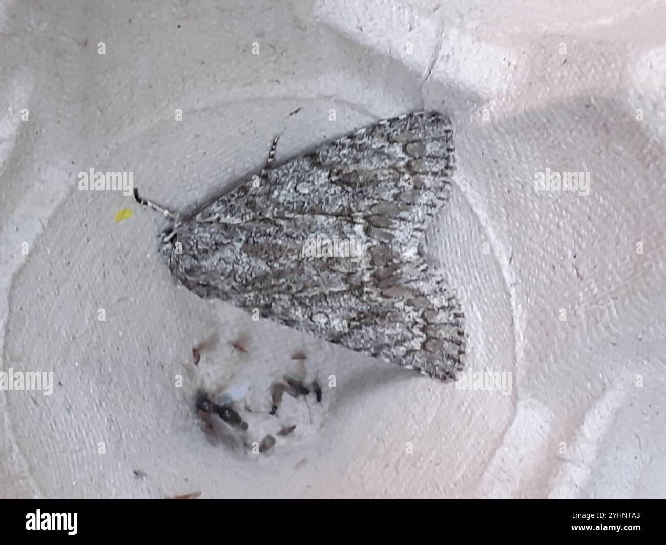 Sycamore Moth (Acronicta aceris Stock Photo - Alamy