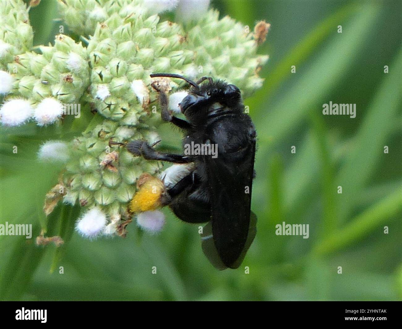 Melissodes bimaculatus hi-res stock photography and images - Alamy