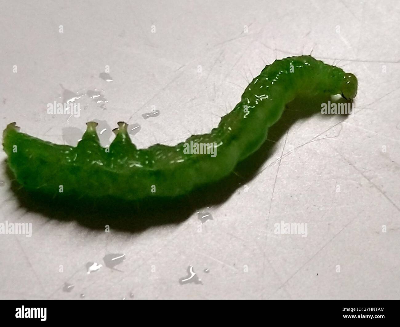 Plusiine Looper Moths (Plusiinae Stock Photo - Alamy