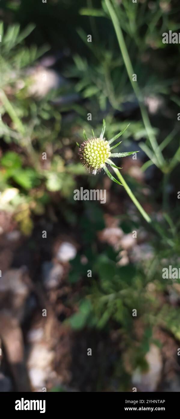 Small Scabious (Scabiosa columbaria Stock Photo - Alamy
