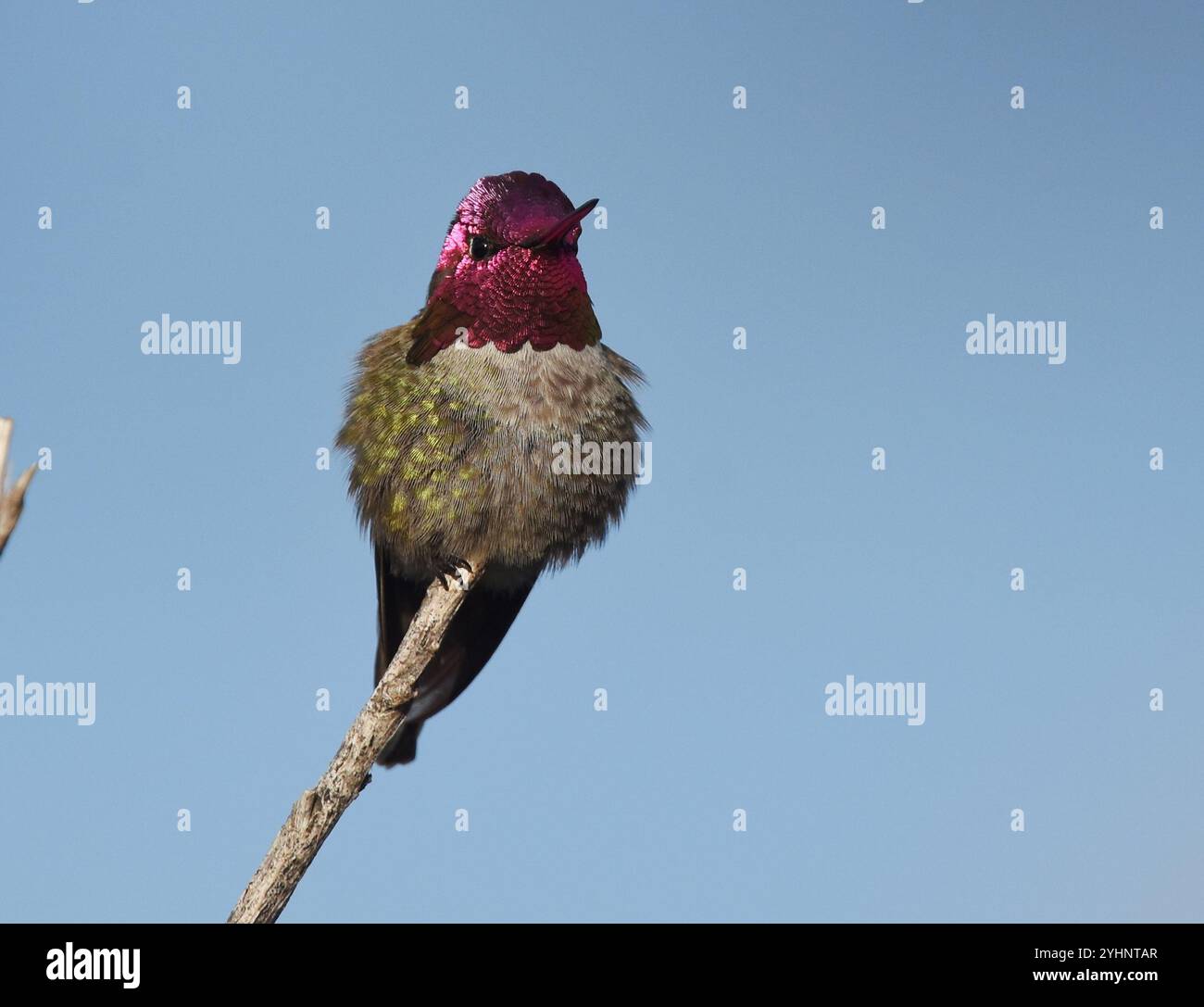 Anna's Hummingbird (Calypte anna Stock Photo - Alamy