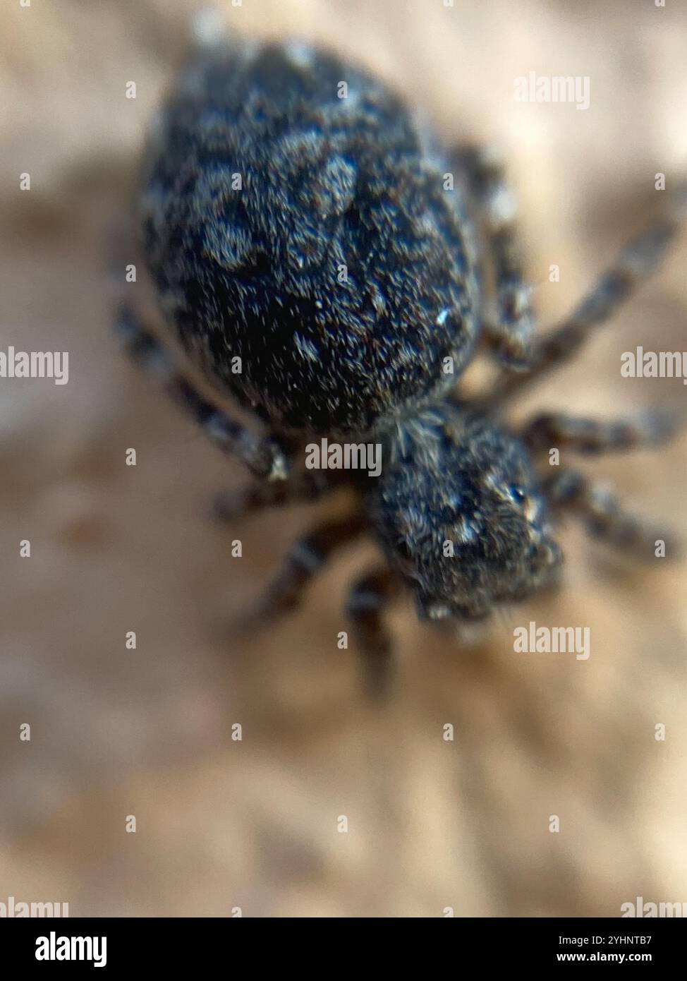 Downy jumping spider (Attulus pubescens Stock Photo - Alamy