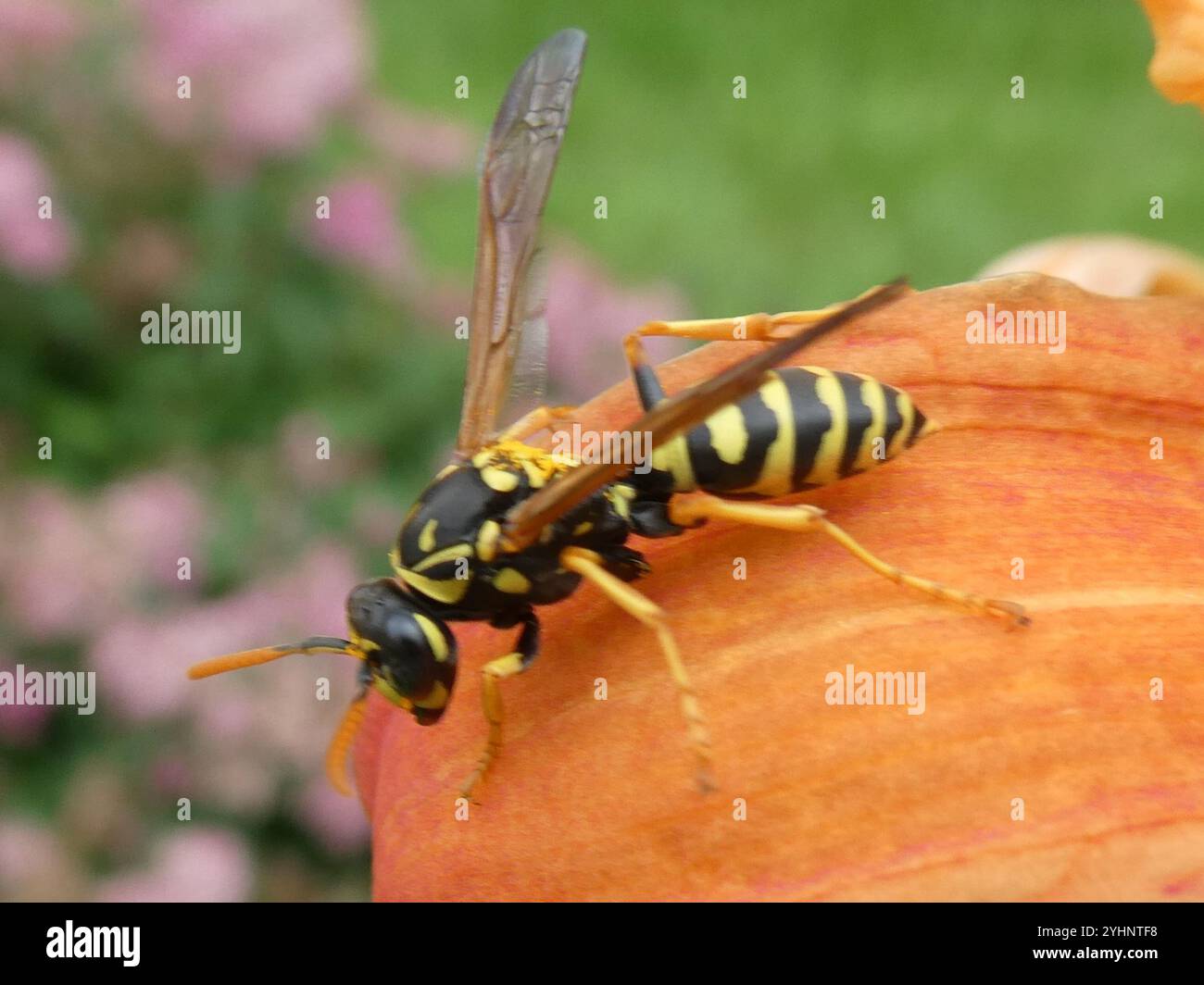 European Paper Wasp (Polistes dominula Stock Photo - Alamy