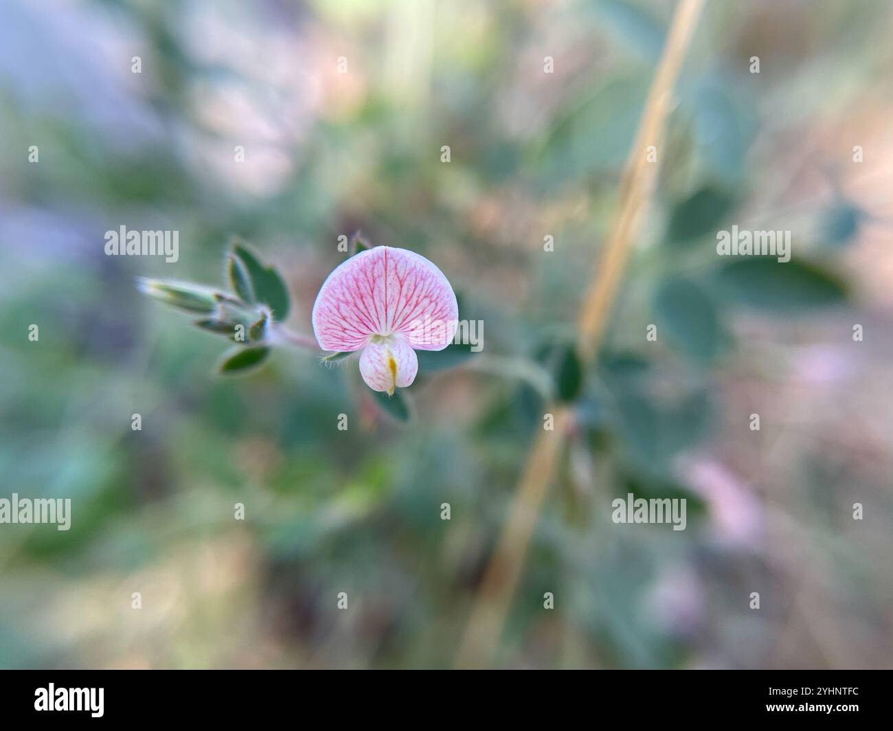 Spanish clover (Acmispon americanus Stock Photo - Alamy