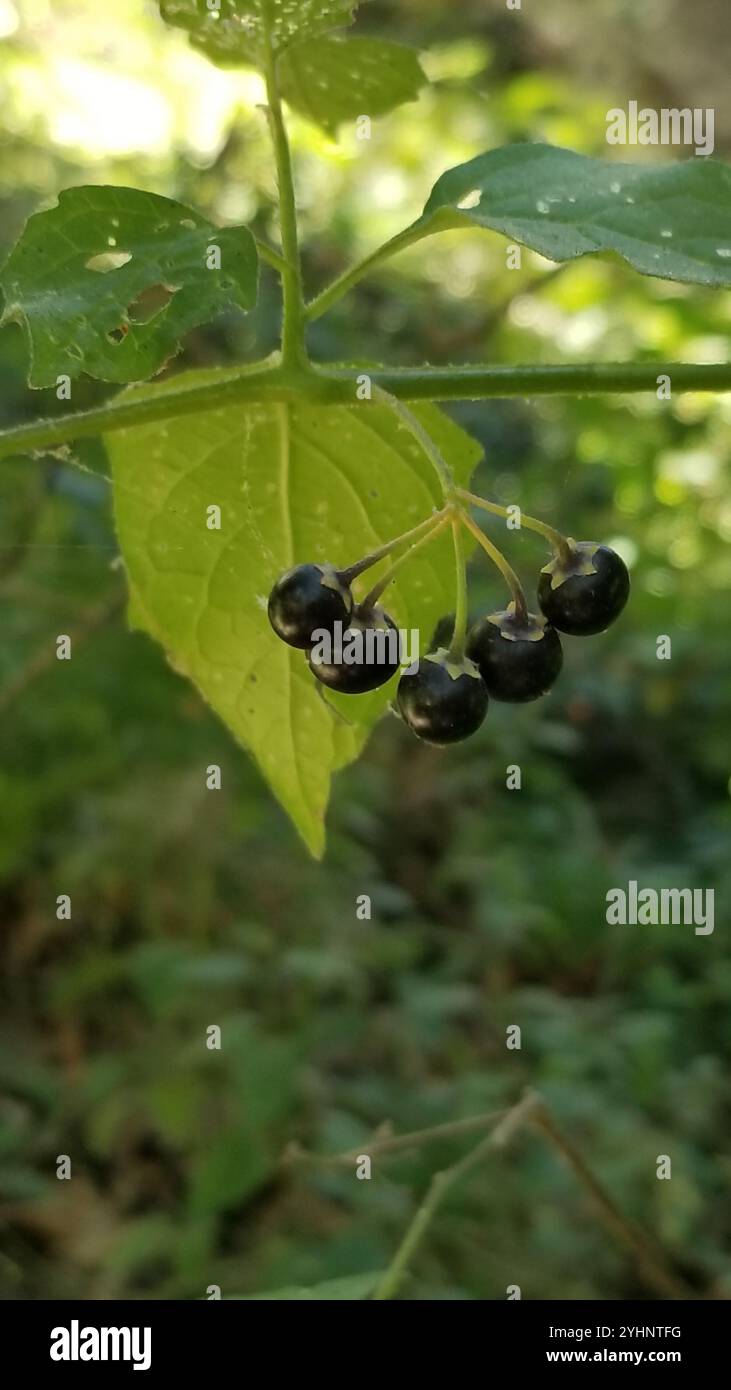 greenspot nightshade (Solanum douglasii Stock Photo - Alamy