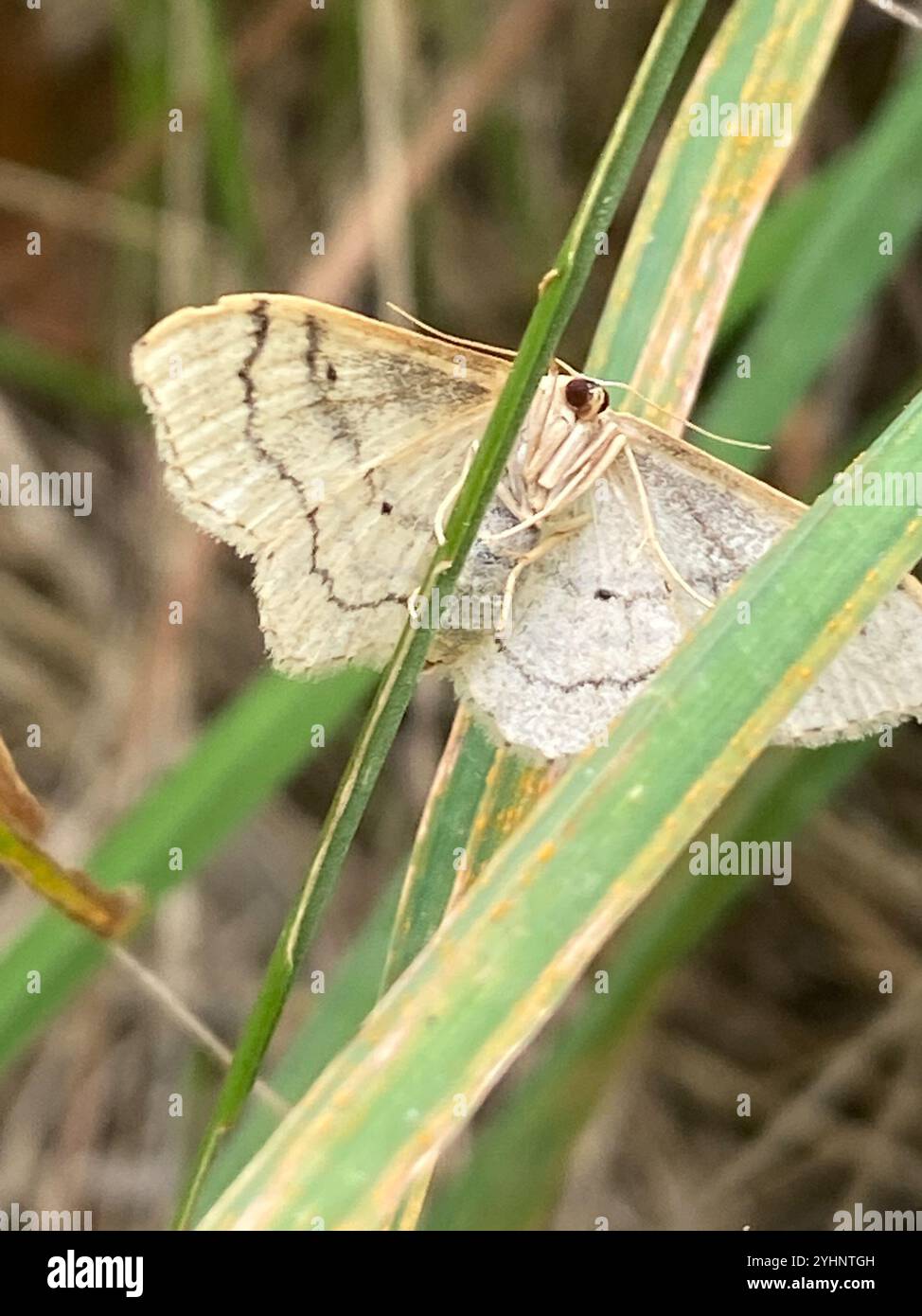 Riband Wave (Idaea aversata Stock Photo - Alamy