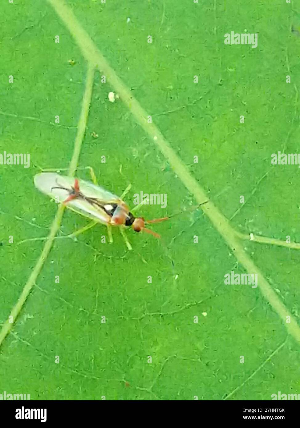Hart's Hyaline Plant Bug (Hyaliodes harti Stock Photo - Alamy