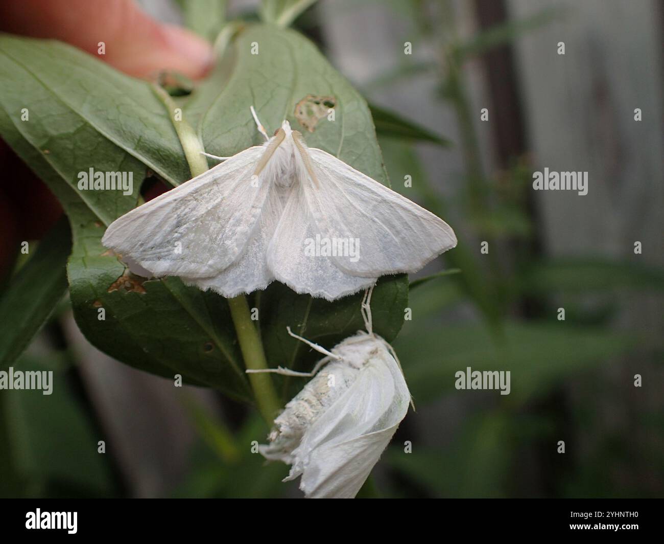 Ennomos subsignaria hi-res stock photography and images - Alamy