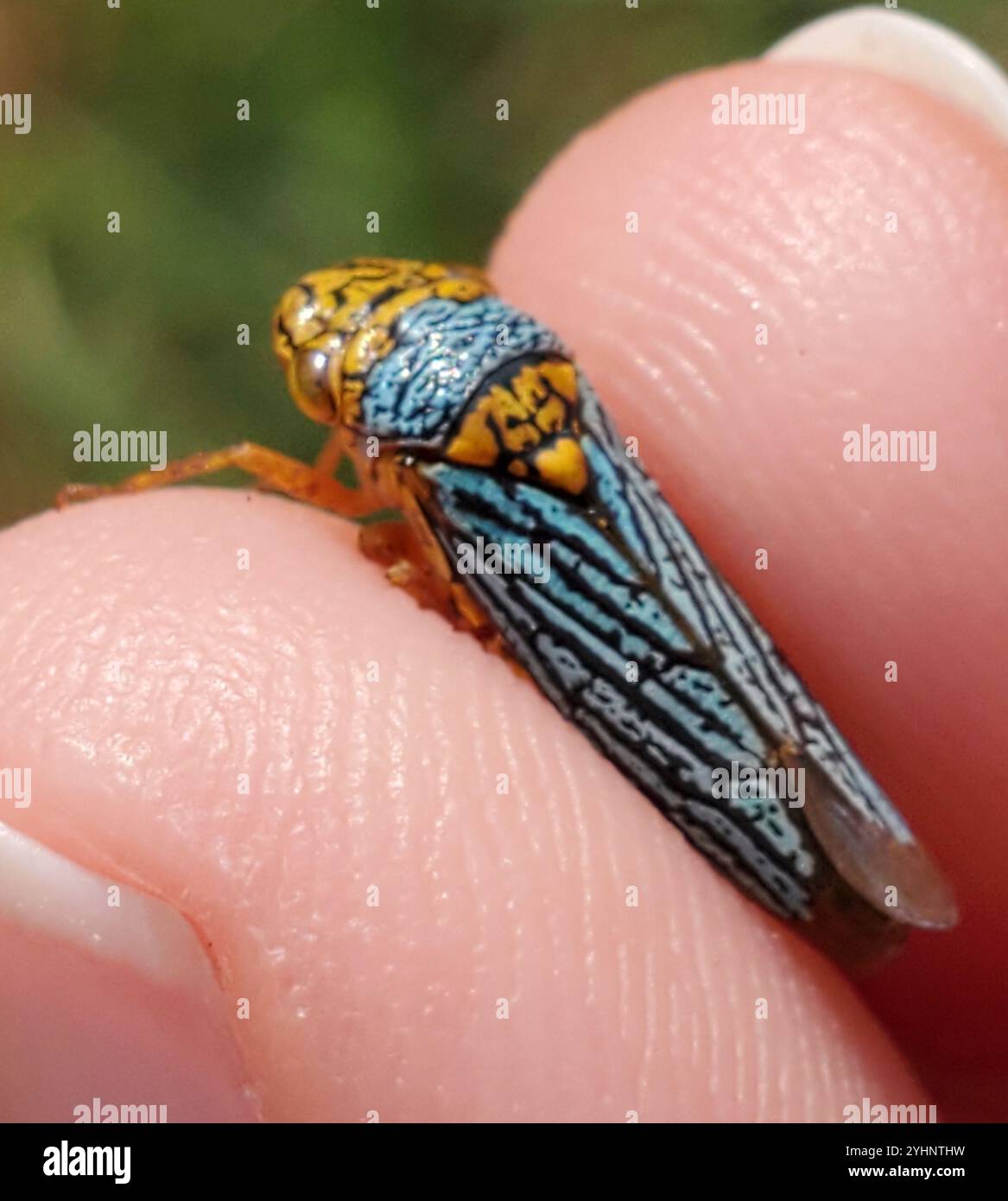Black-winged Sharpshooter (Oncometopia nigricans Stock Photo - Alamy
