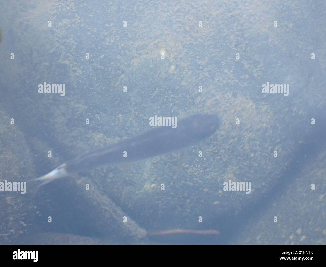 Salmons and Trouts (Salmoninae Stock Photo - Alamy