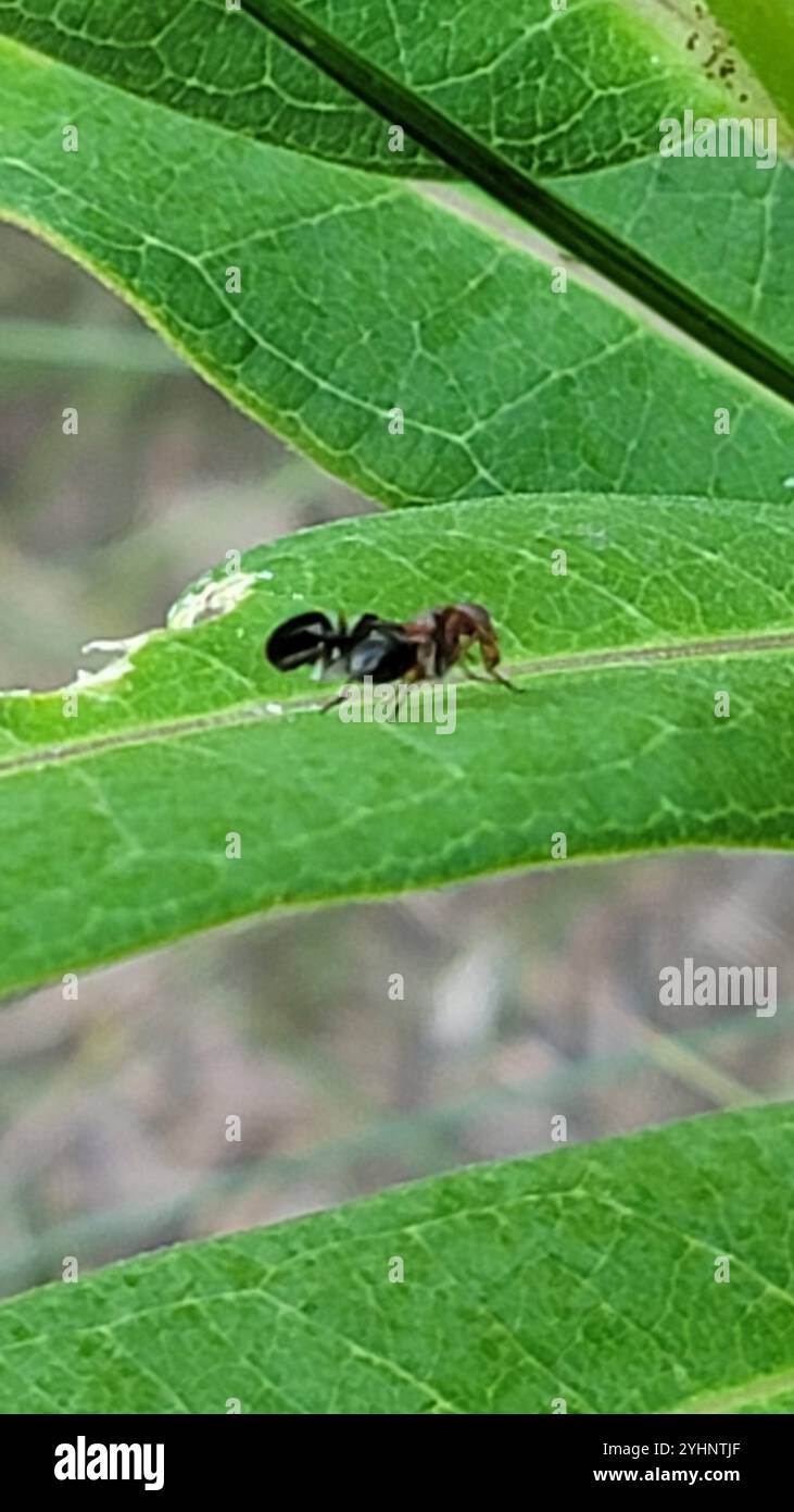Common Picture-winged Fly (Delphinia picta Stock Photo - Alamy