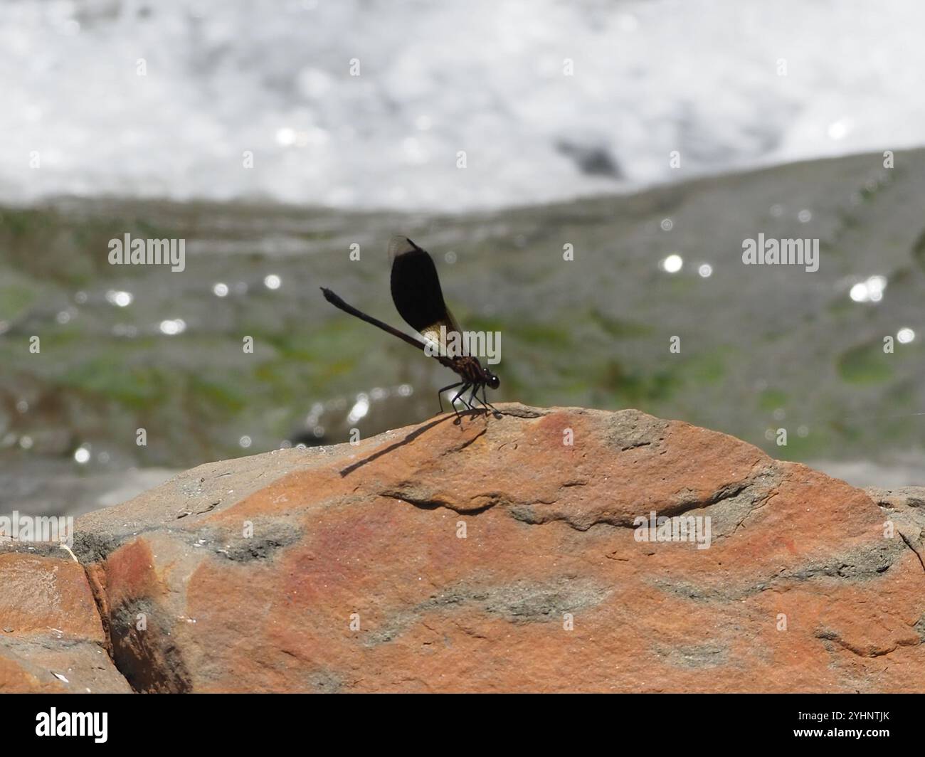 Formosan Damselfly (Euphaea formosa Stock Photo - Alamy