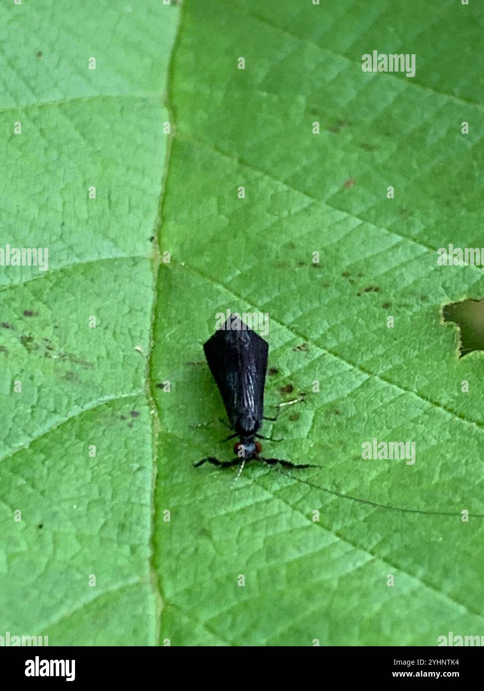 Black Dancer Caddisfly (Mystacides sepulchralis Stock Photo - Alamy