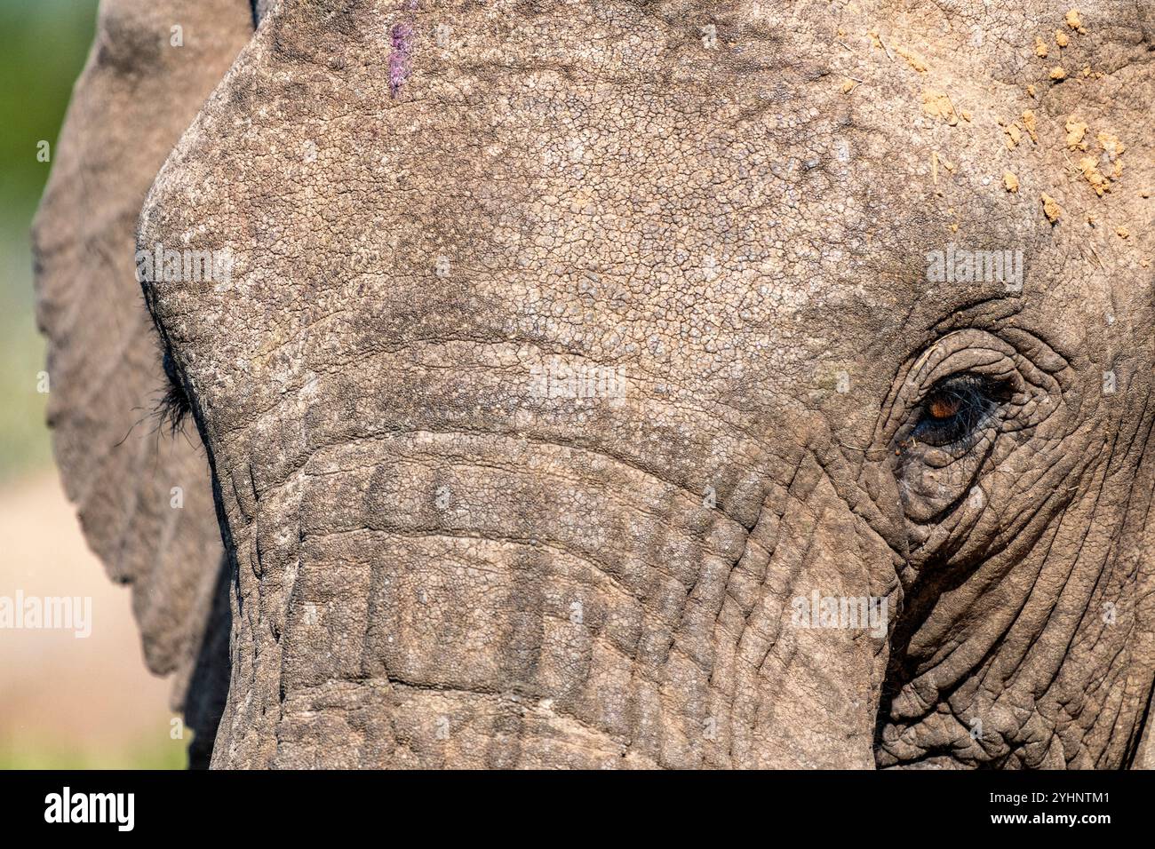 A close up of an elephant's eyes and skin on its body at Schotia Game ...