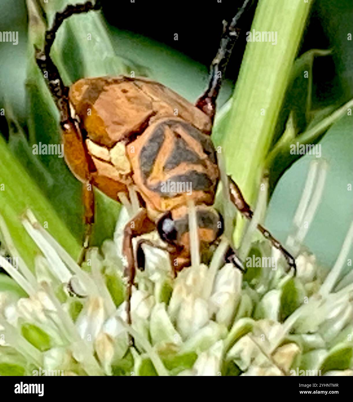 Delta Flower Scarab (Trigonopeltastes delta Stock Photo - Alamy