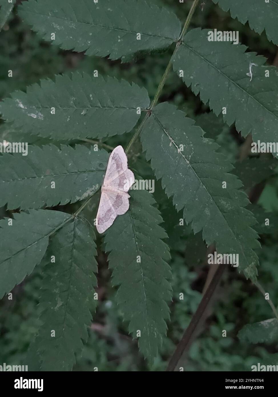 Riband Wave (Idaea aversata Stock Photo - Alamy