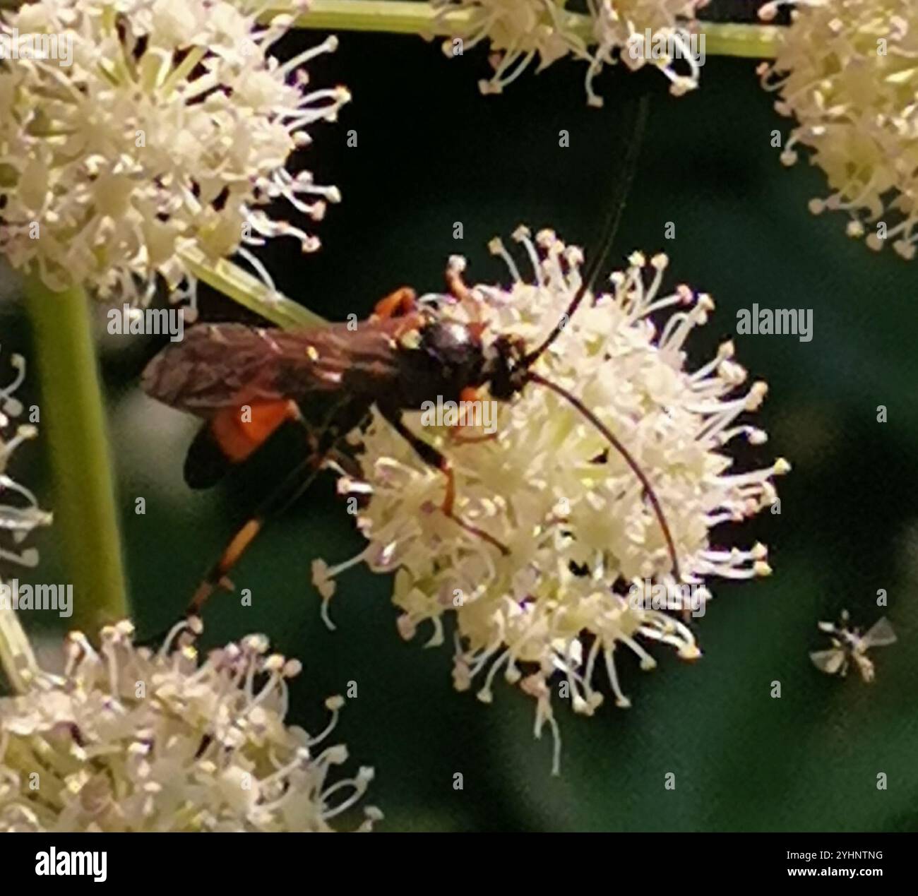 Ichneumonid Wasps (Ichneumonidae Stock Photo - Alamy