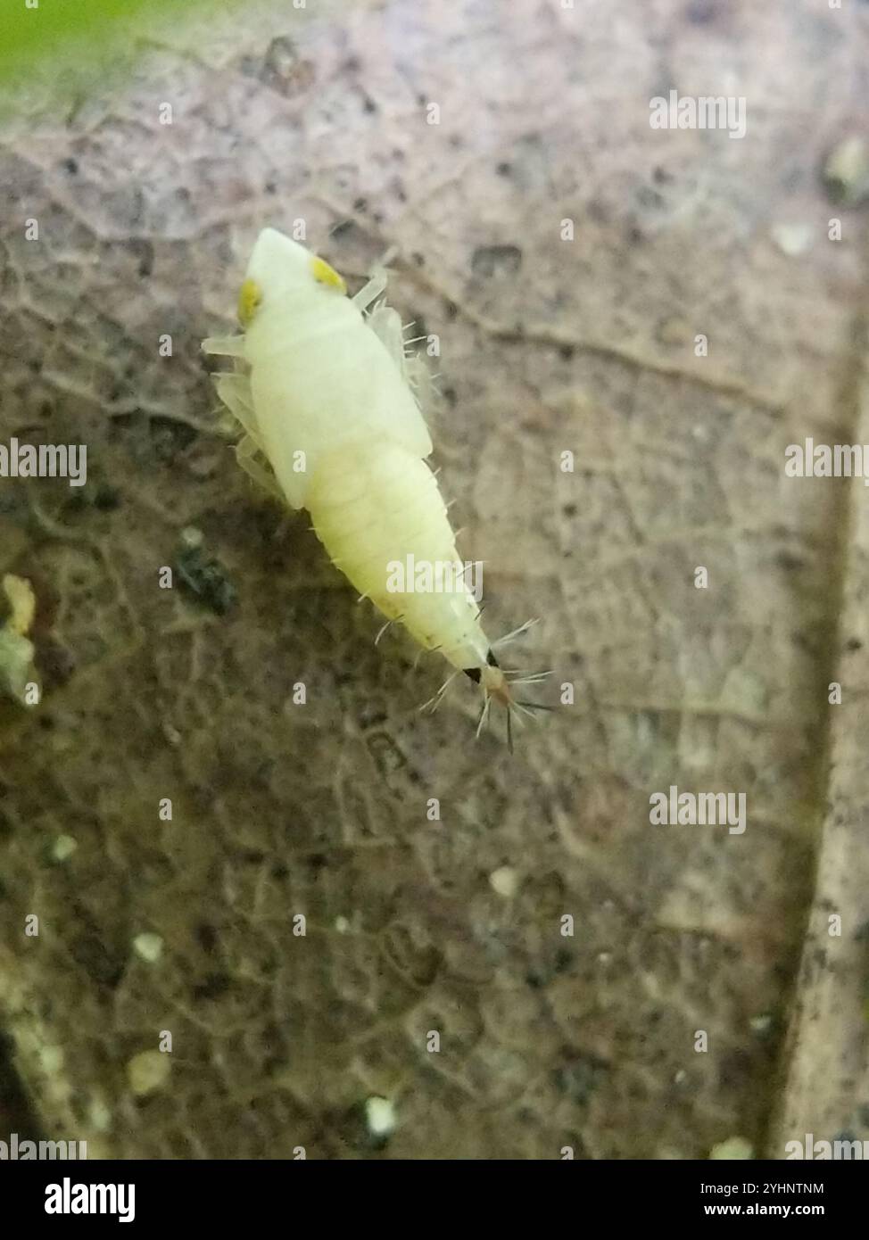 Scaphoideus hi-res stock photography and images - Alamy