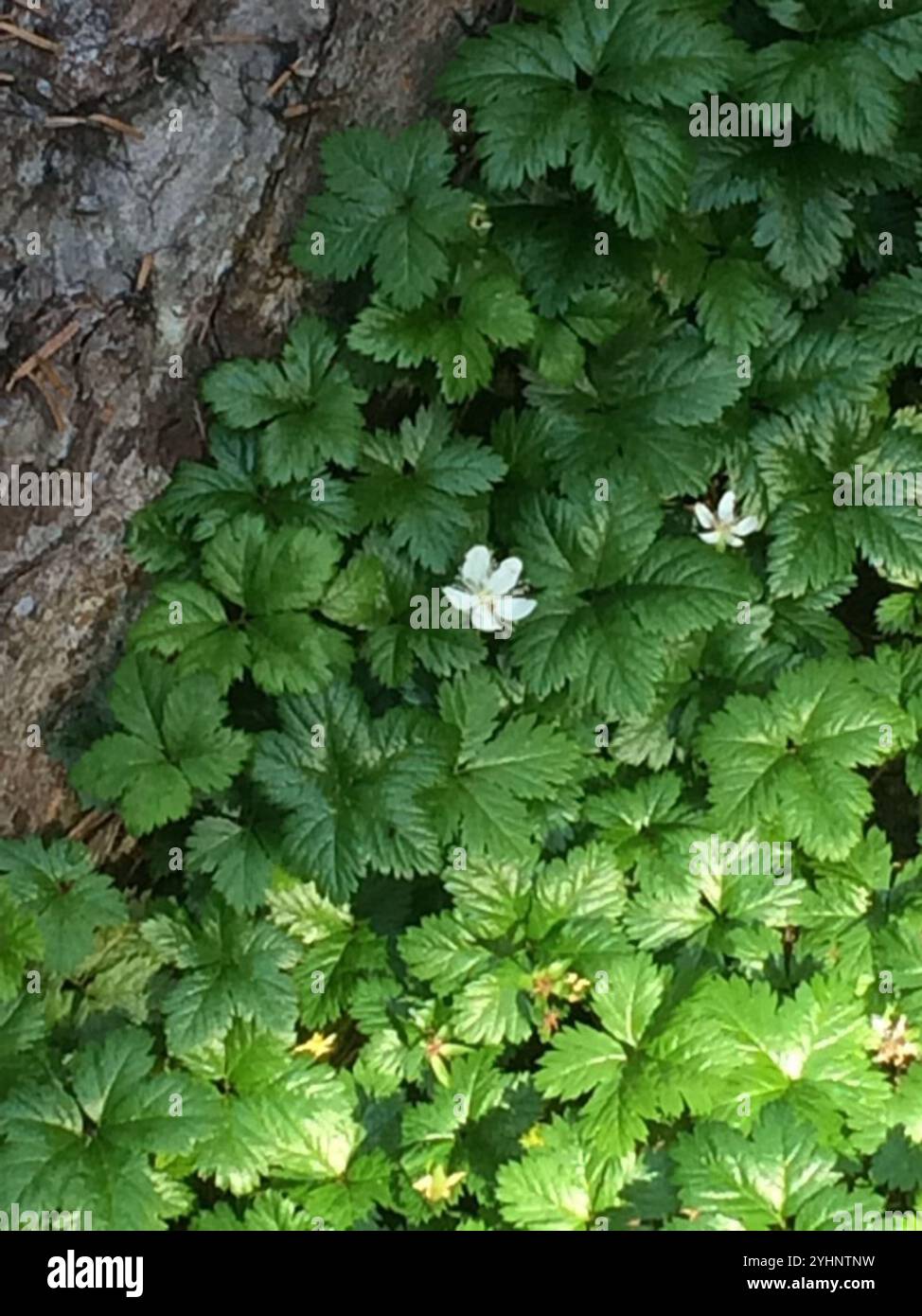 Five-leaf Dwarf Bramble (Rubus pedatus Stock Photo - Alamy