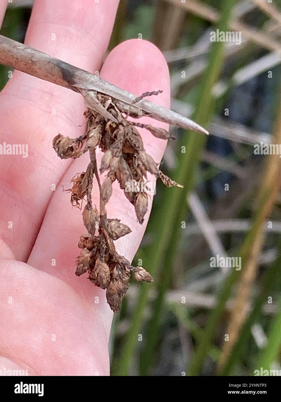 grasses, sedges, cattails, and allies (Poales Stock Photo - Alamy