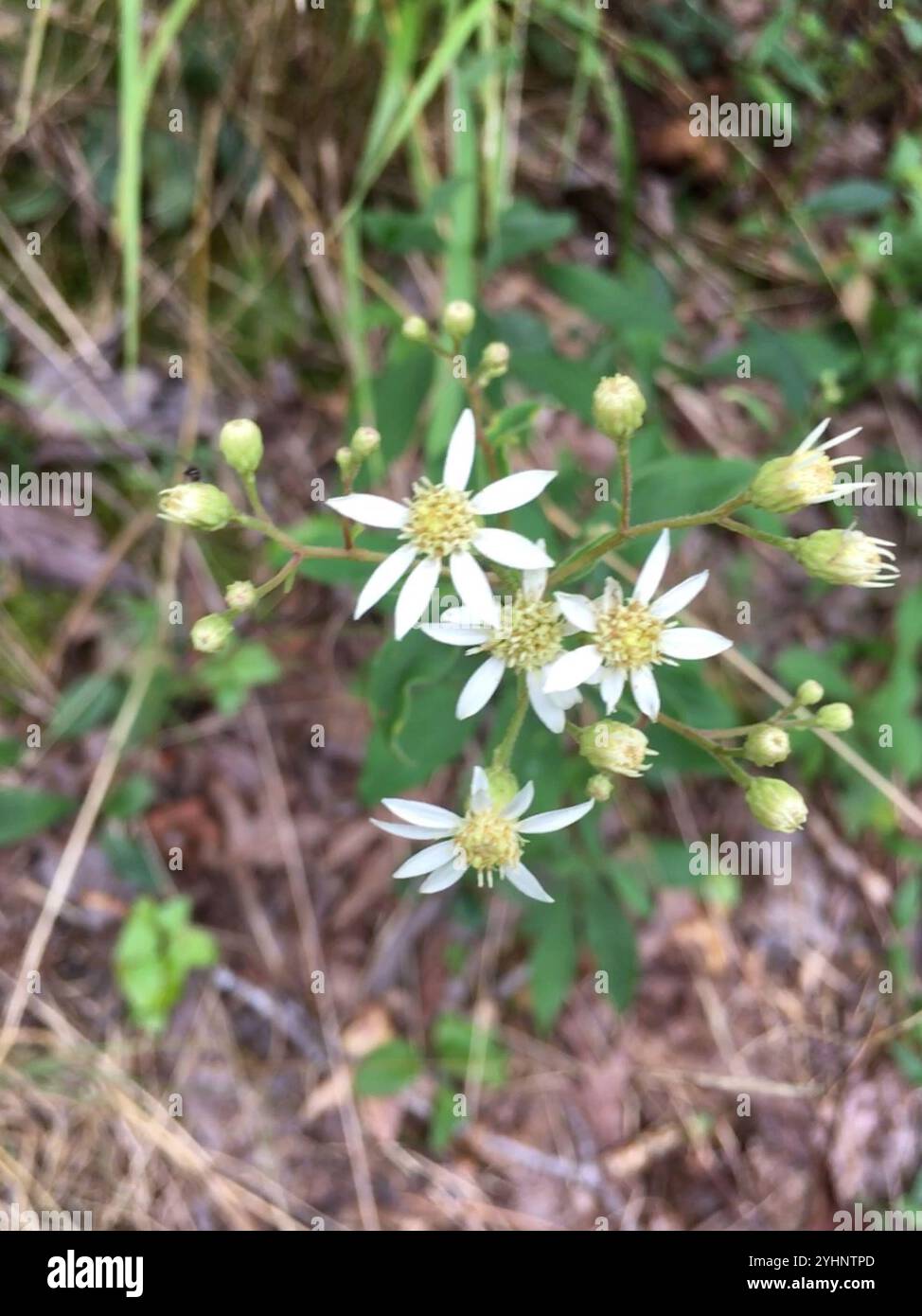 Cornel-leaf Whitetop (Doellingeria infirma Stock Photo - Alamy
