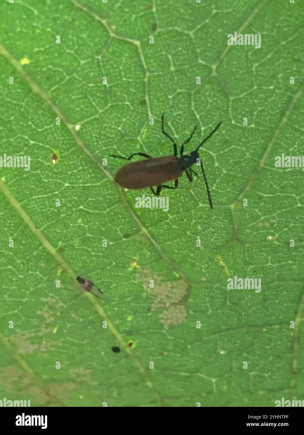 Rough-haired Lagria Beetle (Lagria hirta Stock Photo - Alamy