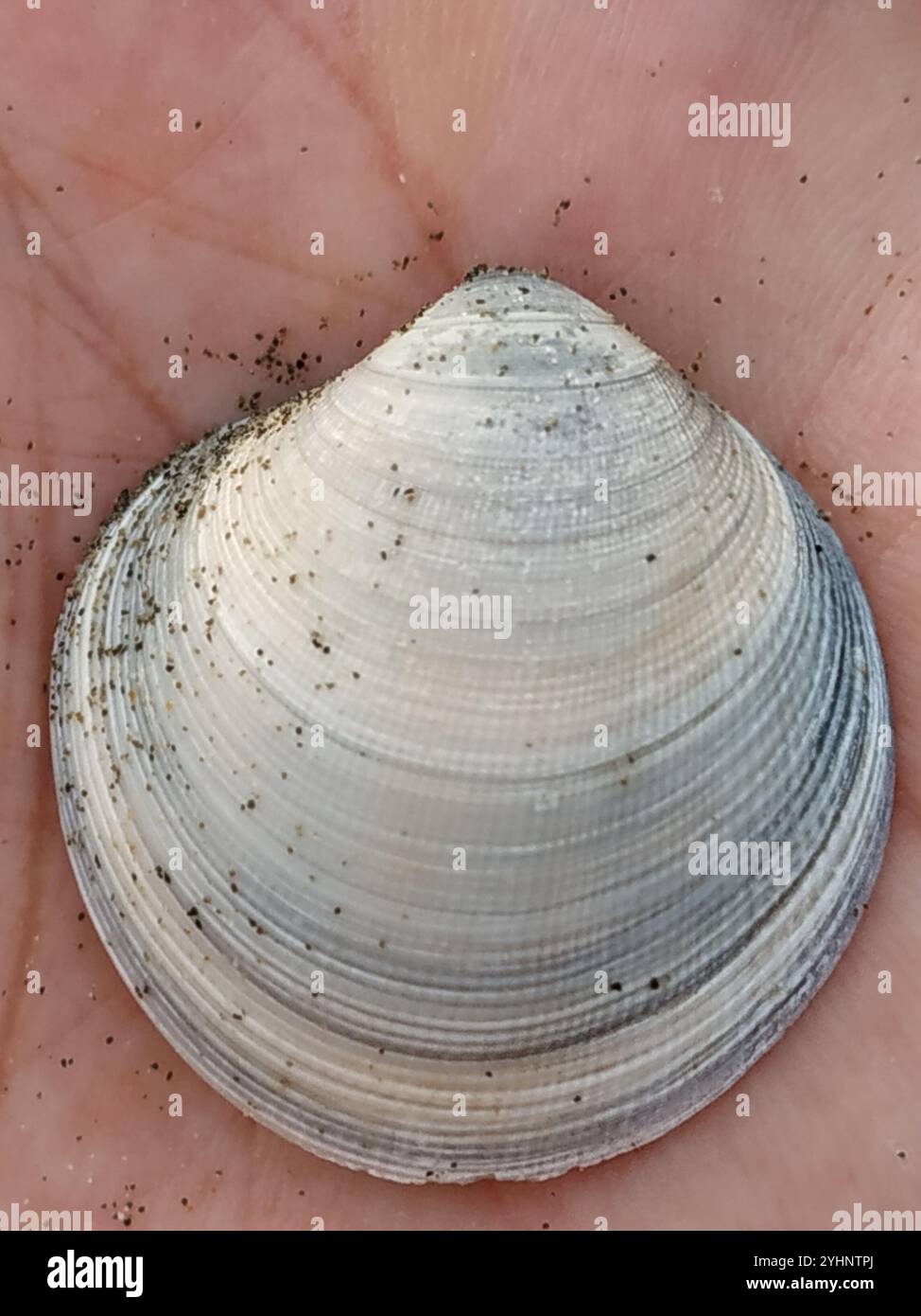 Chinese Venus Clam (Cyclina sinensis Stock Photo - Alamy