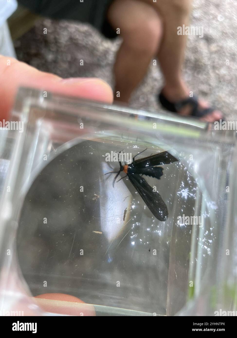 Grapeleaf Skeletonizer Moth (Harrisina americana Stock Photo - Alamy