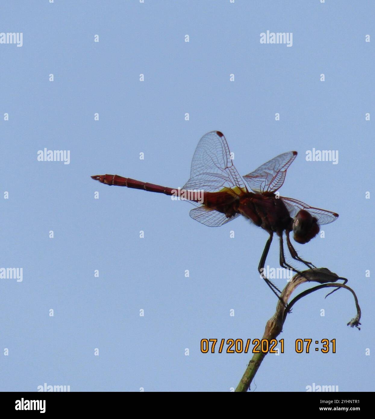 Violet Dropwing (Trithemis annulata Stock Photo - Alamy