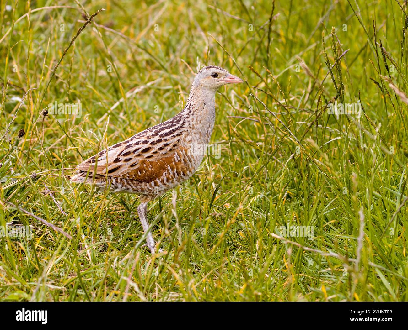 Male Corncrake 2024 Stock Photo - Alamy