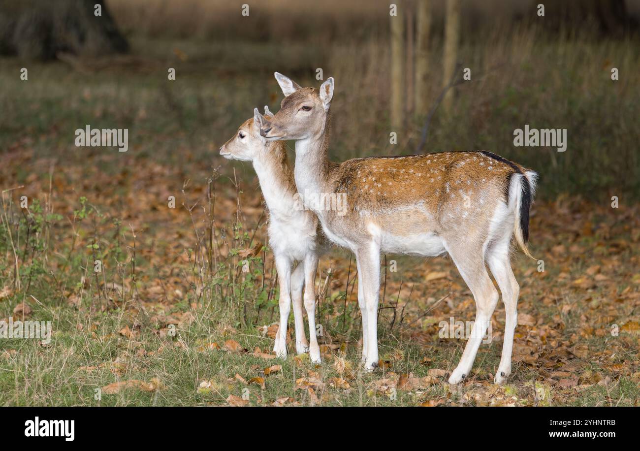 Female Fallow Deer with Fawn Stock Photo - Alamy