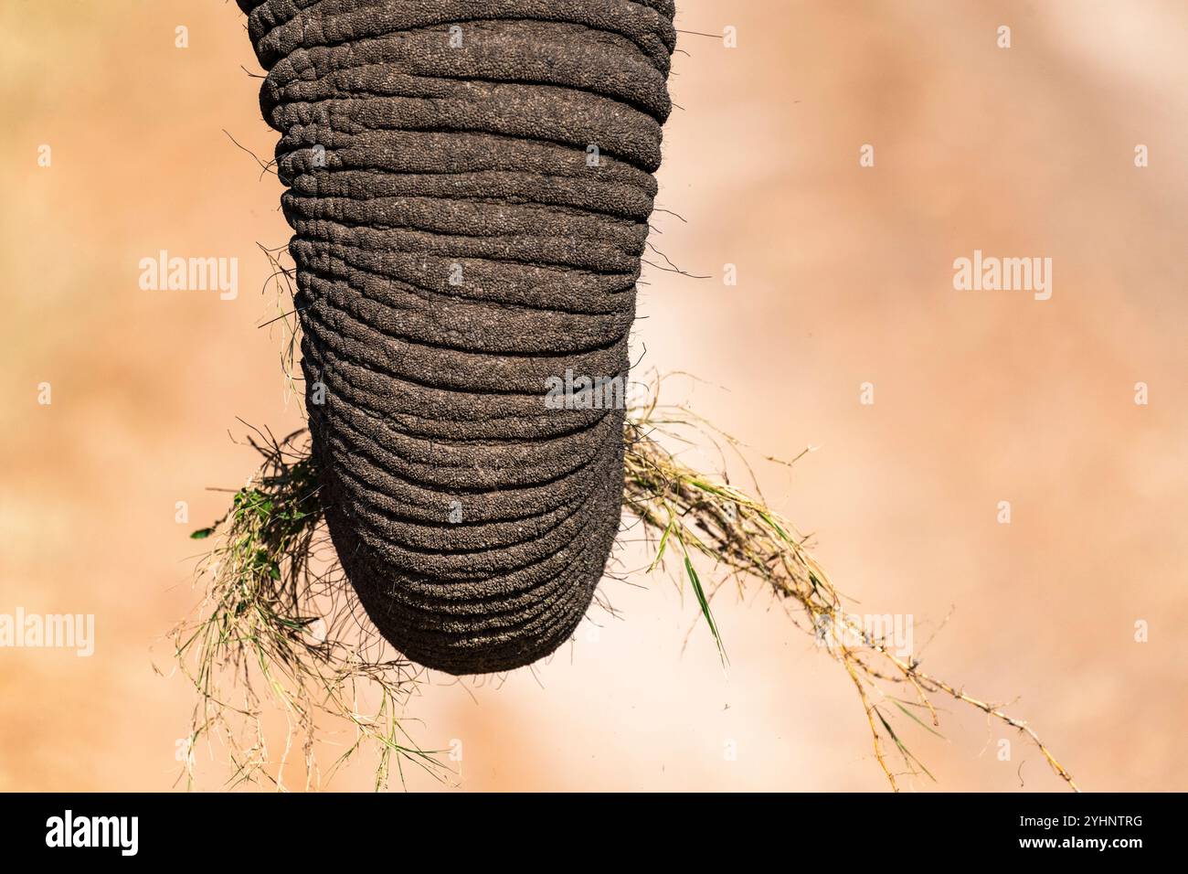 An elephant trunk holding grass at Schotia Game Reserve, Eastern Cape ...