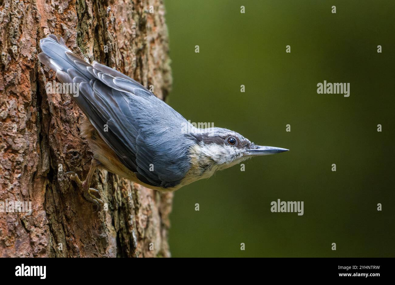Nuthatch in Scotland Stock Photo - Alamy