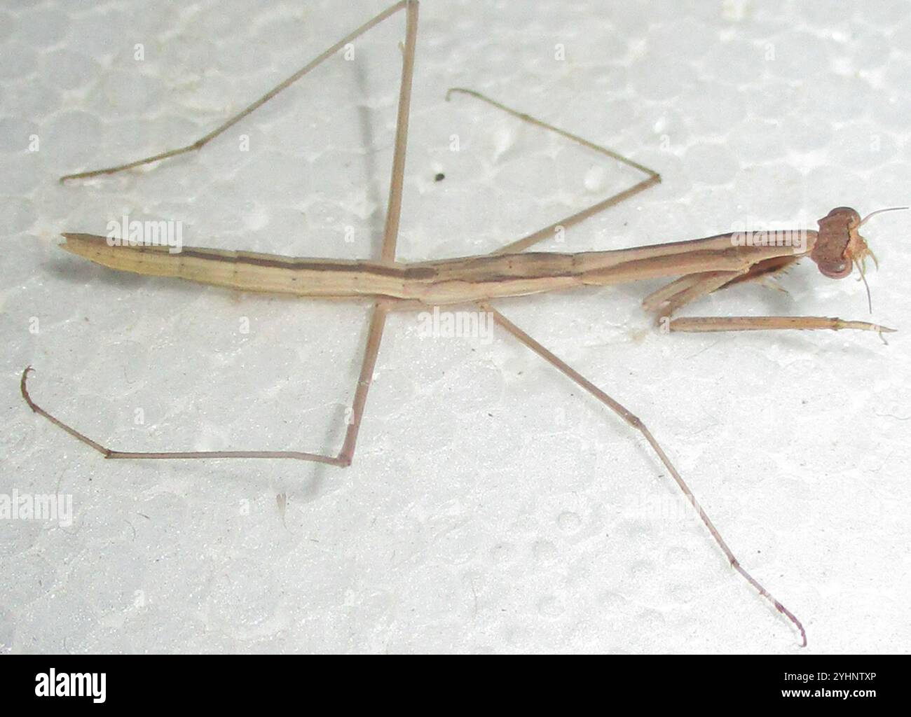 African Stick Mantises (Hoplocorypha Stock Photo - Alamy