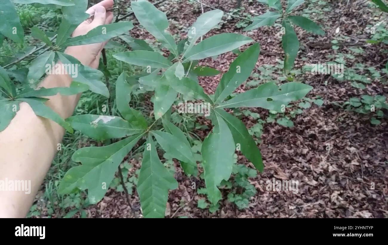 swamp laurel oak (Quercus laurifolia Stock Photo - Alamy