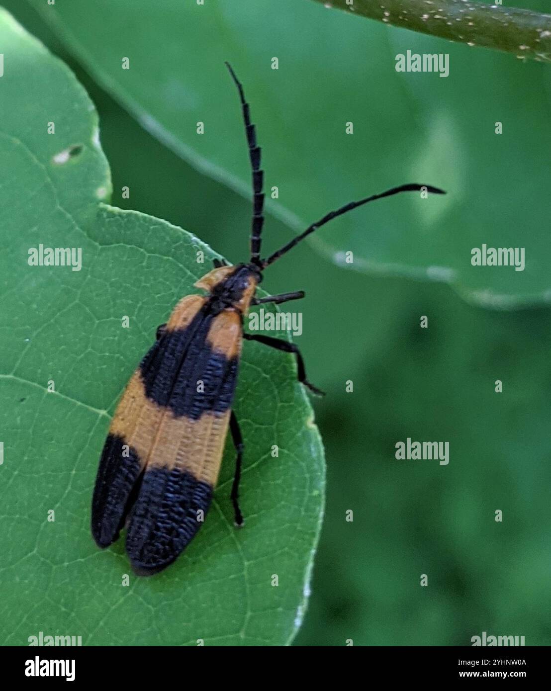 Calopteron reticulatum hi-res stock photography and images - Alamy