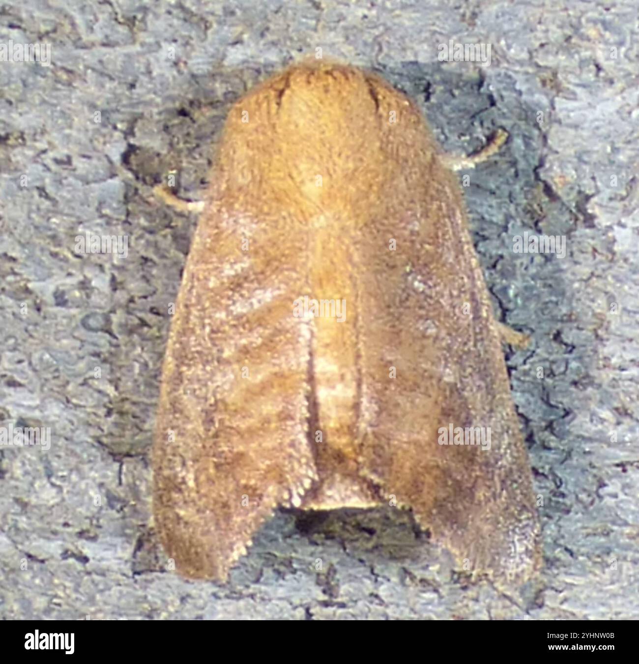 Crowned Slug Moth (Isa textula Stock Photo - Alamy
