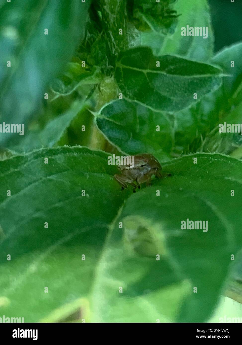 True Bugs, Hoppers, Aphids, and allies (Hemiptera Stock Photo - Alamy