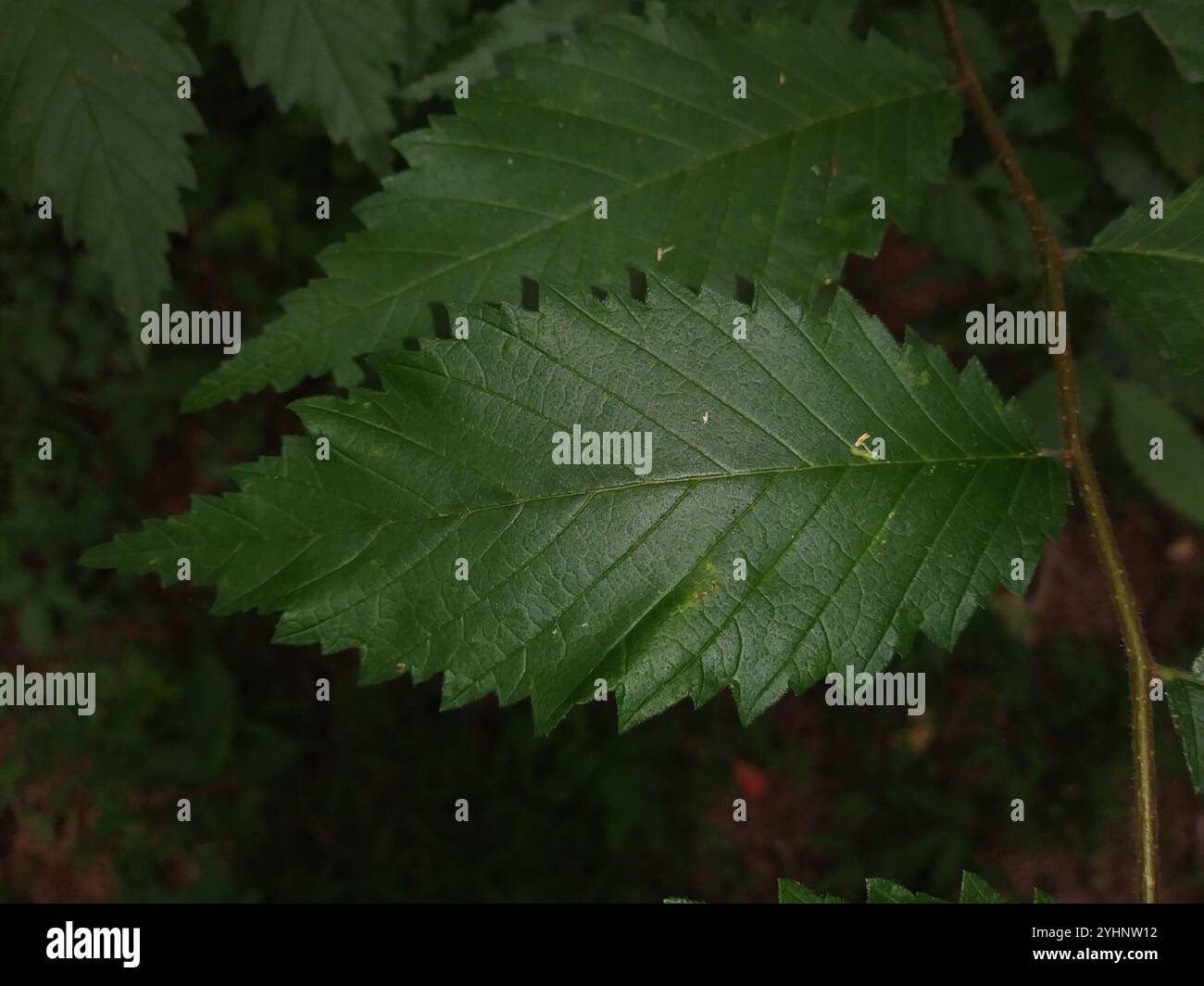 American elm (Ulmus americana Stock Photo - Alamy