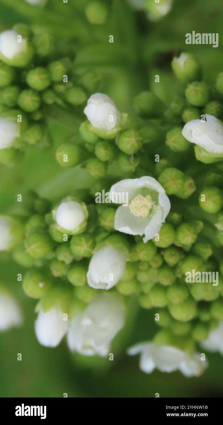 Glade Mallow (Napaea dioica Stock Photo - Alamy