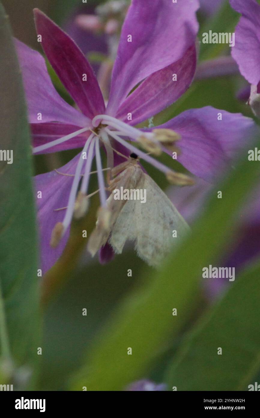 Small Fan-footed Wave (Idaea biselata Stock Photo - Alamy