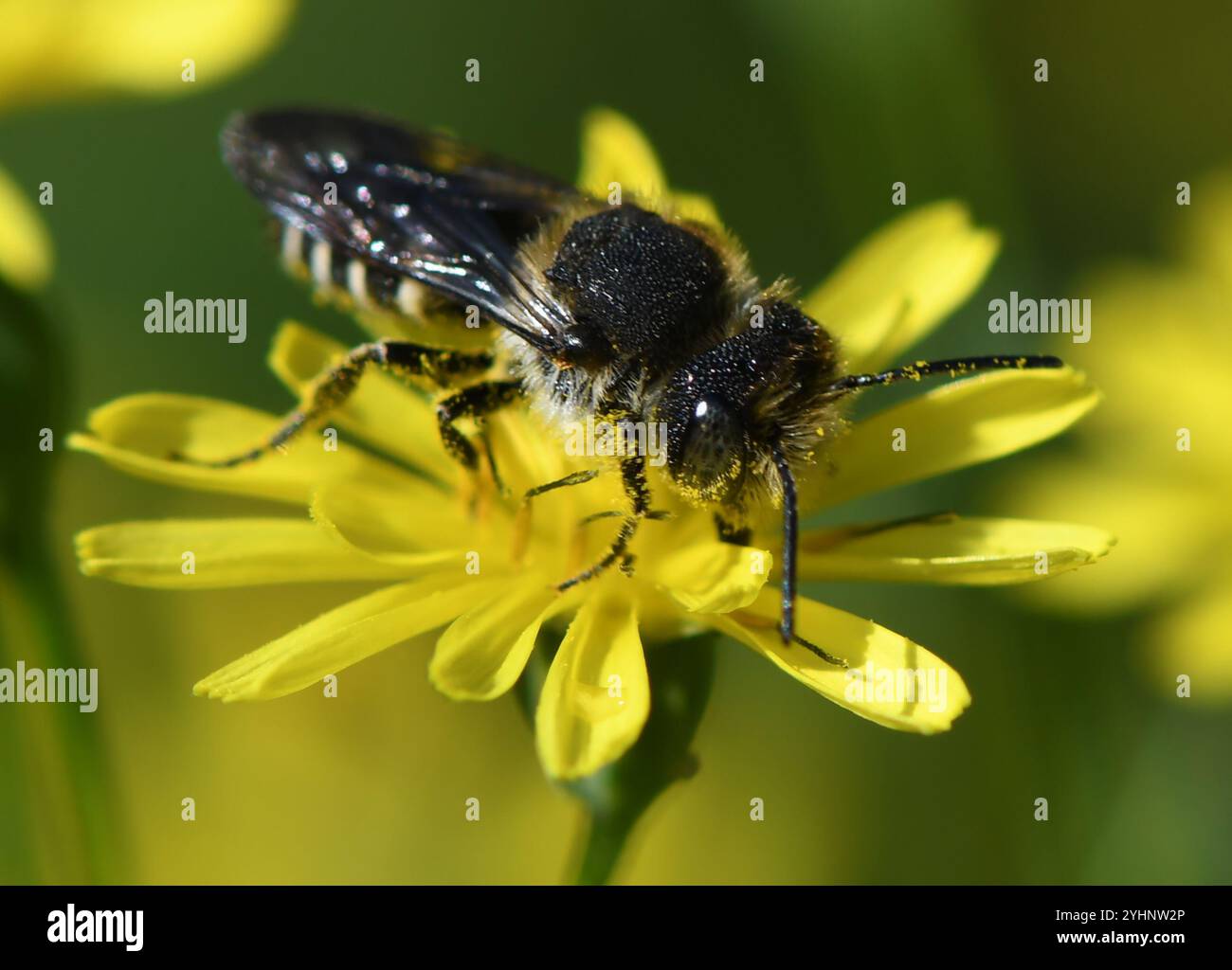 Grooved Sharp-tail Bee (Coelioxys conicus Stock Photo - Alamy